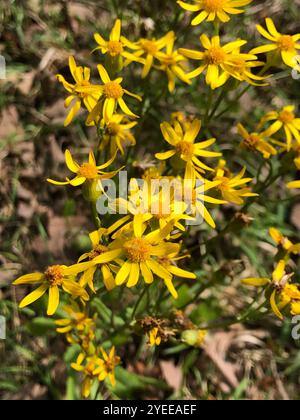 woolly ragwort (Packera dubia Stock Photo - Alamy
