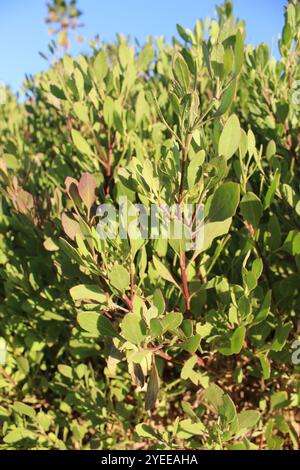 Bietou (Osteospermum moniliferum Stock Photo - Alamy