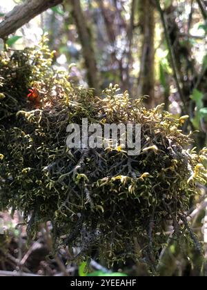 Cat's Tail Moss (Pseudisothecium stoloniferum) Plantae Stock Photo - Alamy