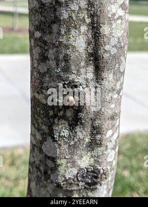 calico scale (Eulecanium cerasorum Stock Photo - Alamy