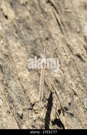 straw stiltbug (Neides tipularius Stock Photo - Alamy