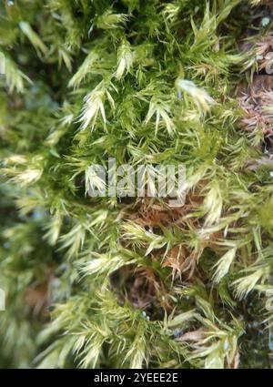 Smooth-stalk Feather-moss (Brachythecium salebrosum Stock Photo - Alamy