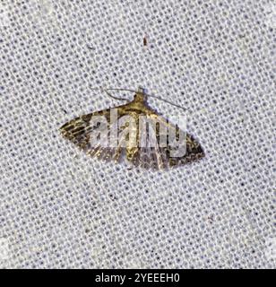 Montana Six-plume Moth (Alucita montana Stock Photo - Alamy