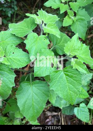 clammy groundcherry (Physalis heterophylla Stock Photo - Alamy