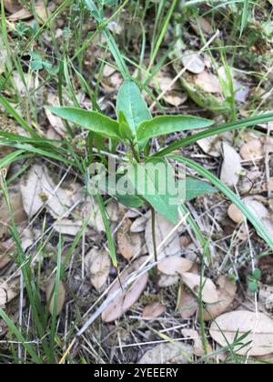 White Four o'Clock (Mirabilis albida Stock Photo - Alamy