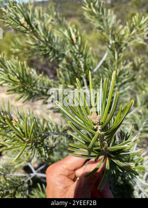 Parry pinyon (Pinus quadrifolia Stock Photo - Alamy