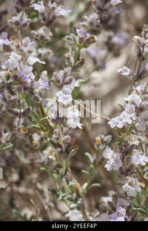 Frosted Mint (Poliomintha incana Stock Photo - Alamy