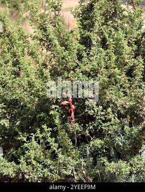 Ouhout (Leucosidea sericea Stock Photo - Alamy