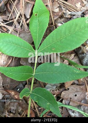sand hickory (Carya pallida Stock Photo - Alamy