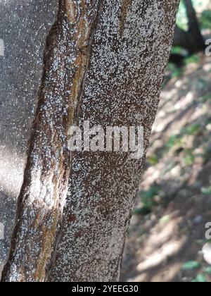 Citrus Snow Scale (Unaspis citri Stock Photo - Alamy