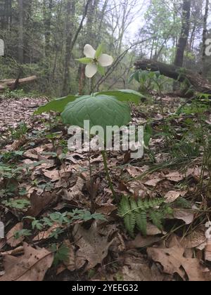 Erectum-group Trilliums (Trillium Stock Photo - Alamy