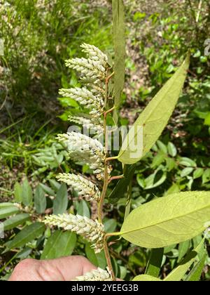 mountain doghobble (Leucothoe fontanesiana Stock Photo - Alamy