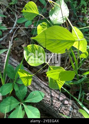 Boykin's Clusterpea (Lackeya multiflora Stock Photo - Alamy