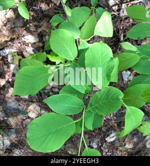 mountain silverbell (Halesia tetraptera Stock Photo - Alamy