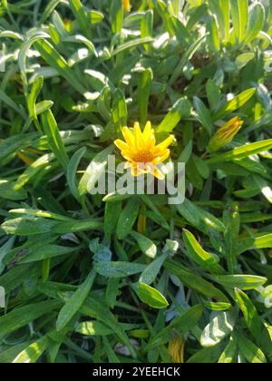 Trailing Treasureflower (Gazania rigens Stock Photo - Alamy