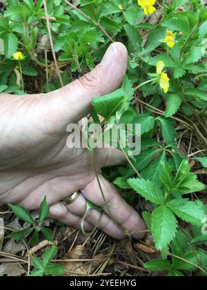 common cinquefoil (Potentilla simplex Stock Photo - Alamy
