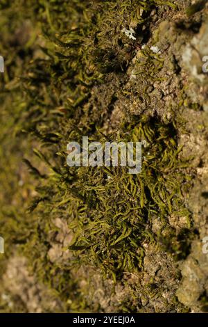 Lateral Cryphaea (Cryphaea heteromalla Stock Photo - Alamy