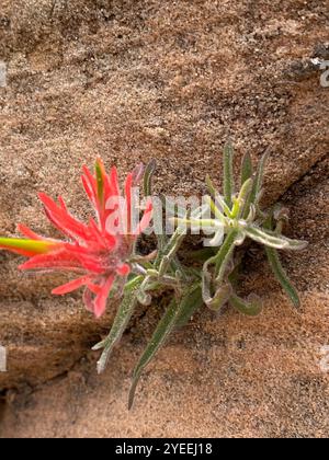 Zion Indian paintbrush (Castilleja scabrida scabrida) Plantae Stock ...