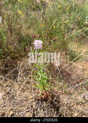 Cliff Aster (Malacothrix saxatilis Stock Photo - Alamy