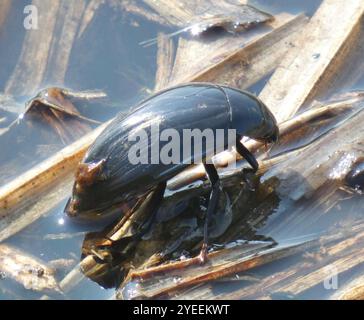Giant Water Scavenger Beetles (Hydrophilus Stock Photo - Alamy