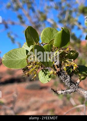single-leaf ash (Fraxinus anomala) Plantae Stock Photo - Alamy