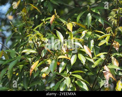ring-cupped oak (Quercus glauca Stock Photo - Alamy
