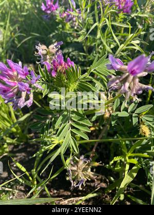 Ground-plum (Astragalus crassicarpus Stock Photo - Alamy