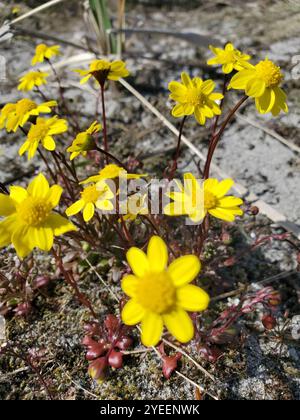 spring gold (Crocidium multicaule Stock Photo - Alamy