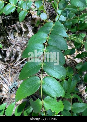 Cascade Oregon-grape (Berberis nervosa Stock Photo - Alamy