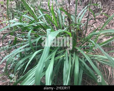 Vasey Grass (Paspalum urvillei Stock Photo - Alamy