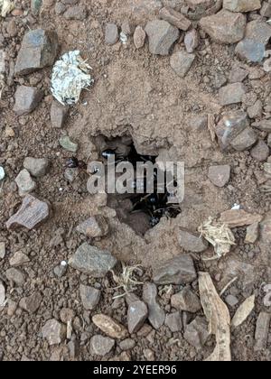 Neogagates-group Field Ants (Formica neogagates Stock Photo - Alamy
