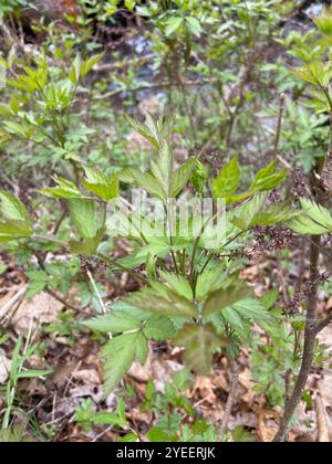 Shrub Yellowroot (Xanthorhiza simplicissima Stock Photo - Alamy