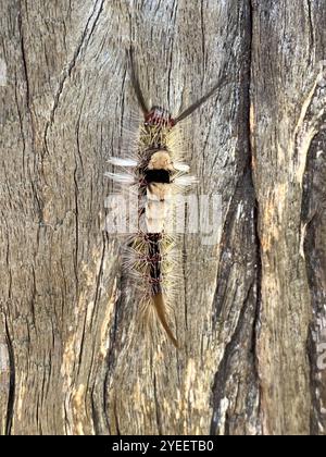 Brown Tussock Moth (Olene mendosa), Insecta, 8RC5+RPH, Kumplampoika ...