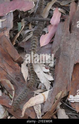 Bag-shelter Moth (Ochrogaster lunifer), Insecta, Bribie Island National ...