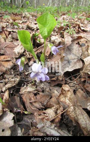 Broad-leaved Violet (Viola mirabilis Stock Photo - Alamy