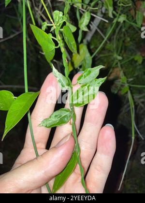 white twinevine (Funastrum clausum Stock Photo - Alamy
