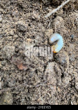 Scarabs, Stag Beetles, and Allies (Scarabaeoidea) Insecta Stock Photo ...