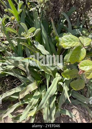 wavy-leafed soap plant (Chlorogalum pomeridianum Stock Photo - Alamy