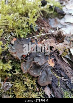 scaly pelt lichen (Peltigera praetextata) Fungi Stock Photo - Alamy