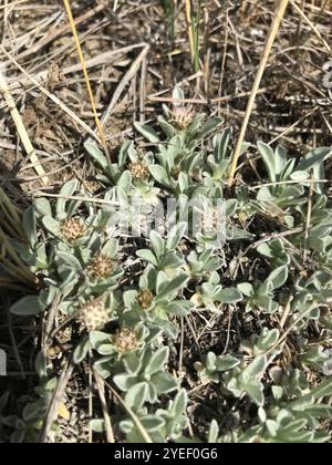 Low Pussytoes (Antennaria dimorpha Stock Photo - Alamy