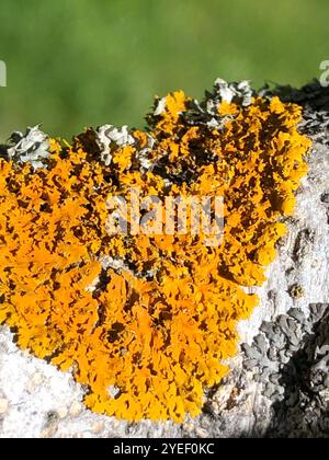 Shrubby Sunburst Lichen (Polycauliona candelaria), Fungi, Vancouver, BC ...
