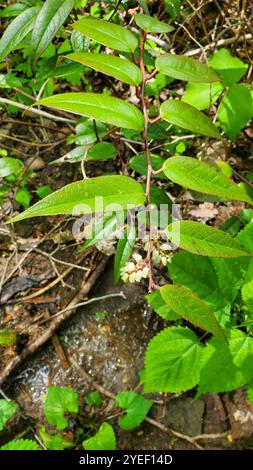 mountain doghobble (Leucothoe fontanesiana Stock Photo - Alamy