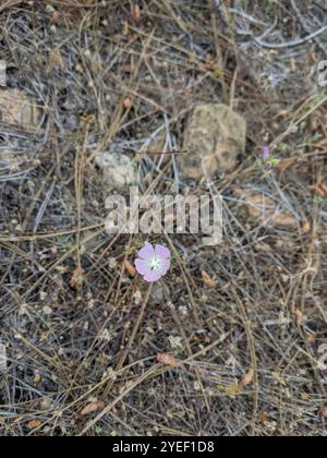 fringed checkerbloom (Sidalcea diploscypha Stock Photo - Alamy
