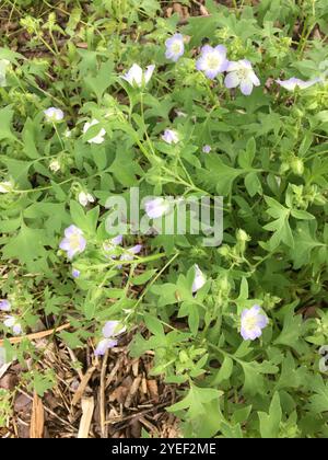 Texas baby blue eyes (Nemophila phacelioides Stock Photo - Alamy