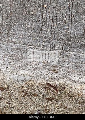 Elongate Razorjaw Ant (Leptogenys elongata Stock Photo - Alamy