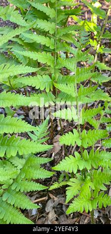 southern wood fern (Dryopteris ludoviciana Stock Photo - Alamy