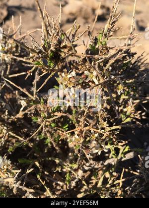 Spiny Greasebush (Glossopetalon spinescens Stock Photo - Alamy