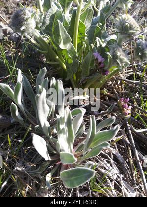 daggerpod (Phoenicaulis cheiranthoides Stock Photo - Alamy