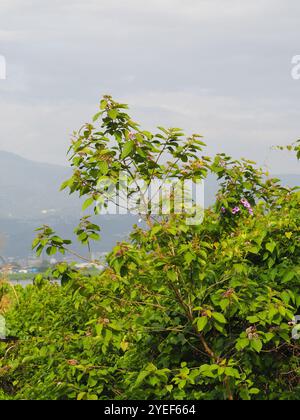 Formosan Beautyberry (Callicarpa formosana Stock Photo - Alamy