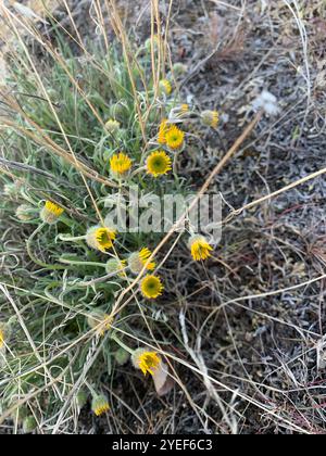 Desert Yellow Fleabane (Erigeron linearis Stock Photo - Alamy